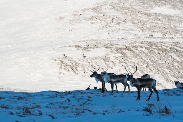 Shaded Caribou | Chandalar Shelf, Brooks Range, Alaska | Carl Johnson ...