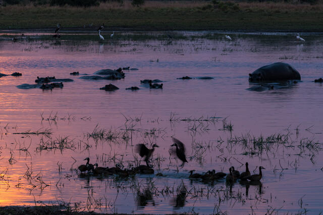 Busy Pond Evening | Carl Johnson Photography