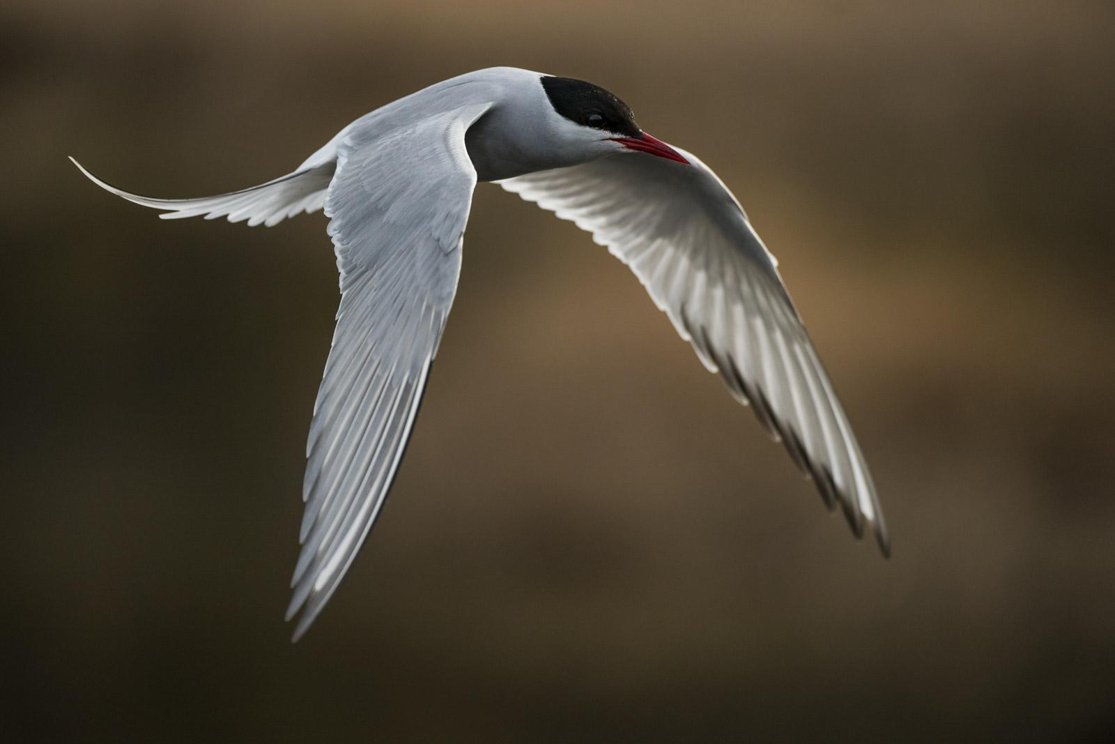 Tern Fly-By | Carl Johnson Photography