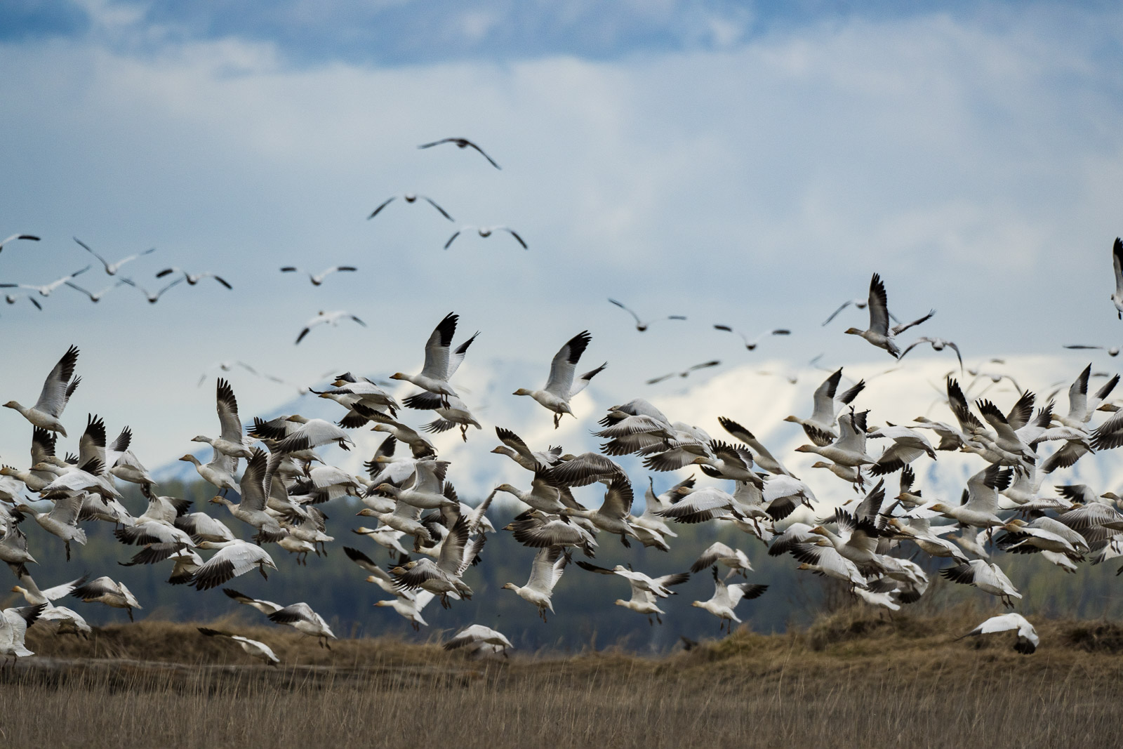 Lift Off | Carl Johnson Photography