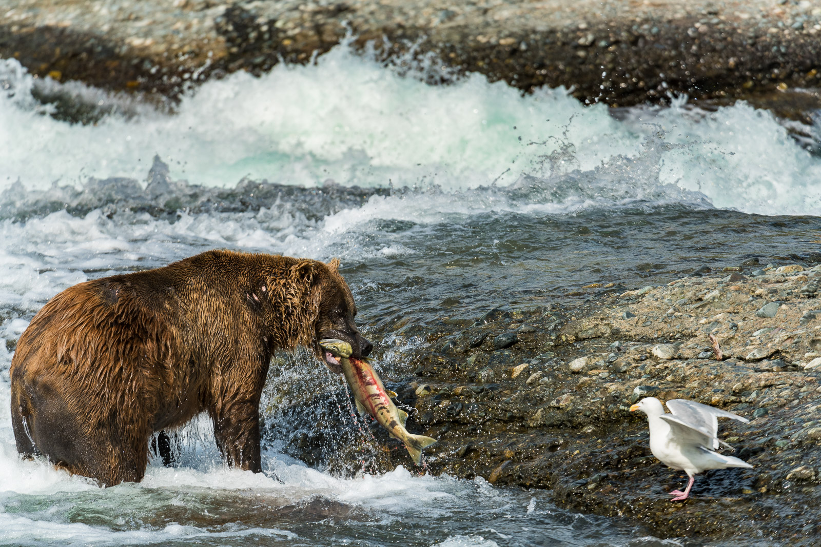 Standoff | Carl Johnson Photography