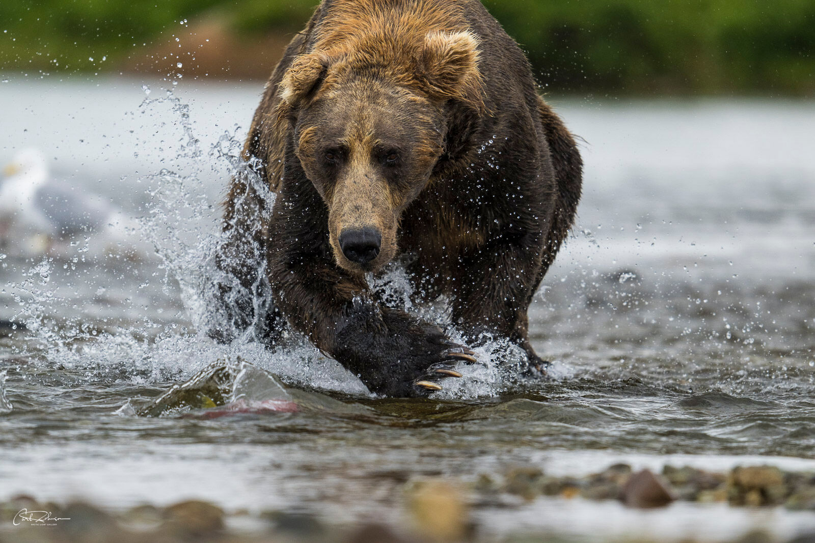 Ready to Pounce | Carl Johnson Photography
