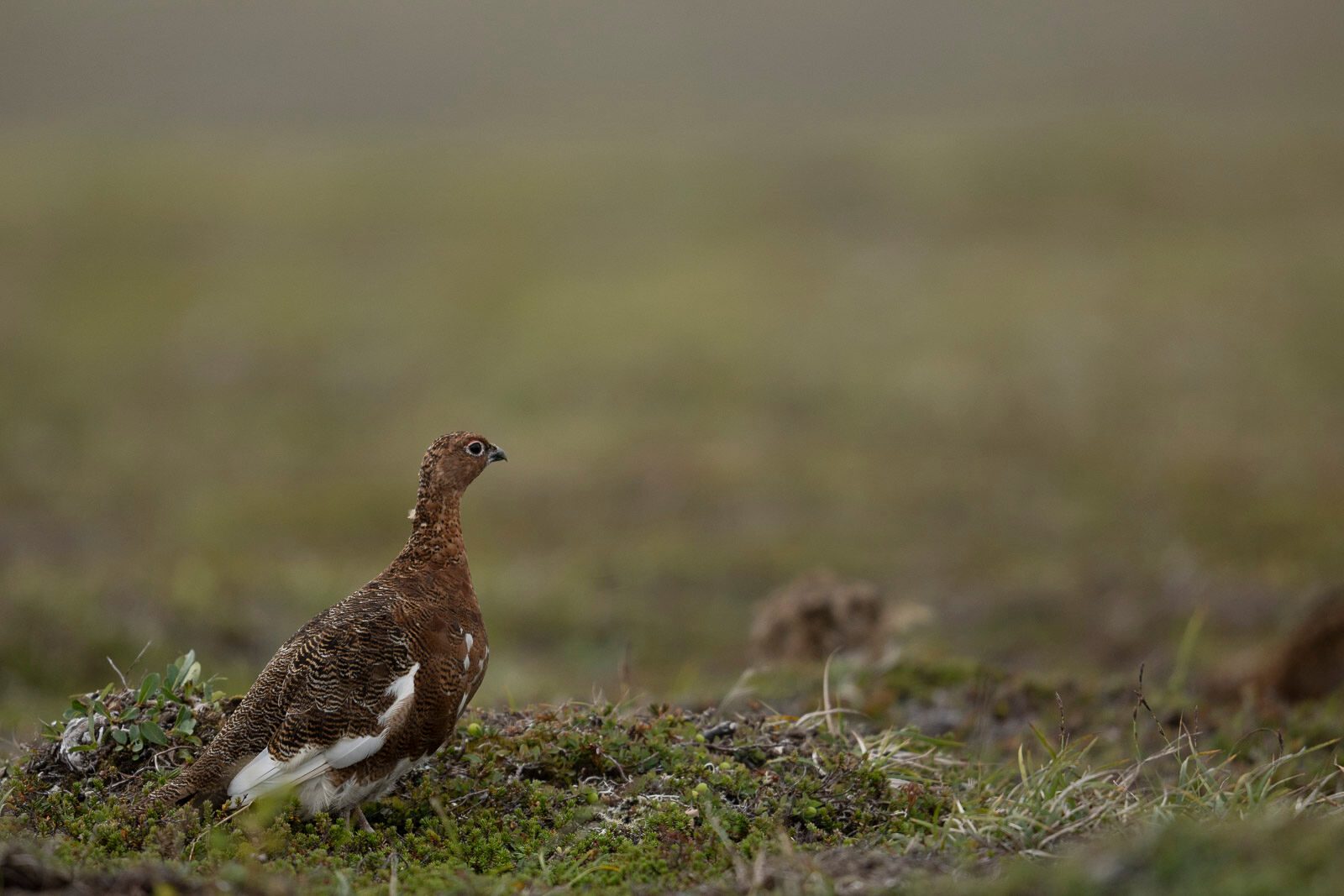 Ptarmigan on Tundra | Carl Johnson Photography