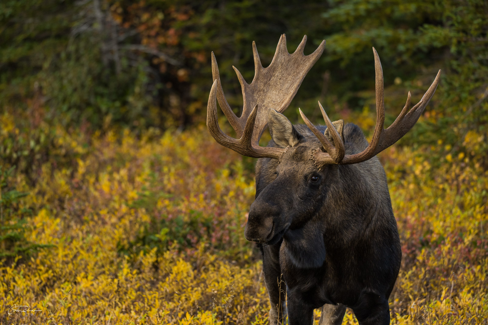 Bull Moose Profile | Chugach State Park, Alaska | Carl Johnson Photography