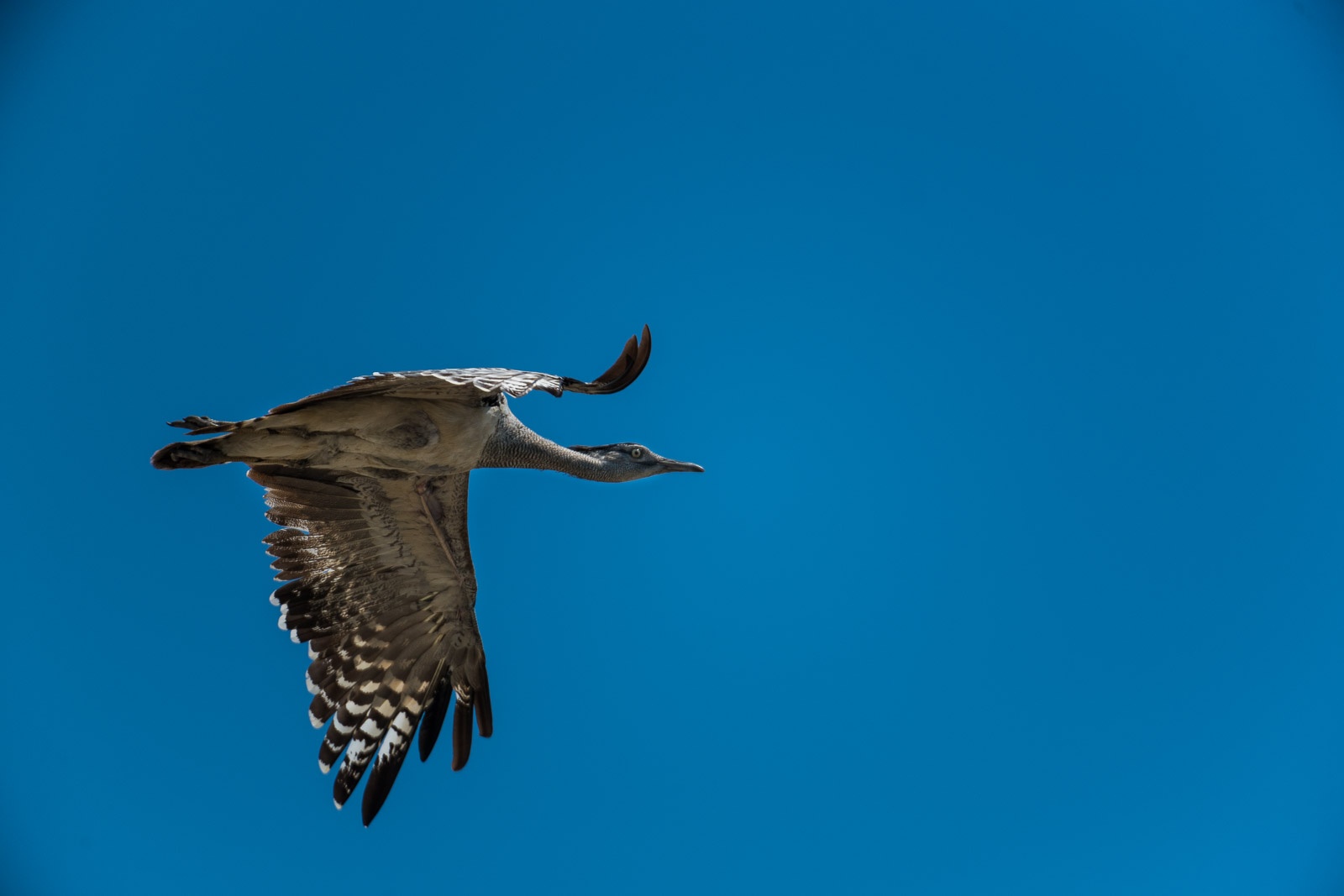 Bustard in Flight | Carl Johnson Photography