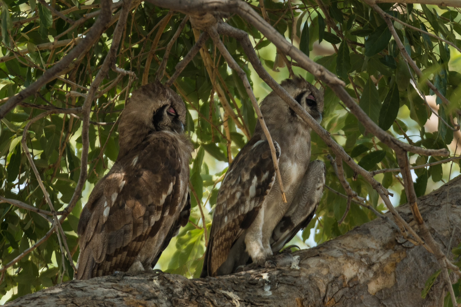 Resting Owls | Carl Johnson Photography