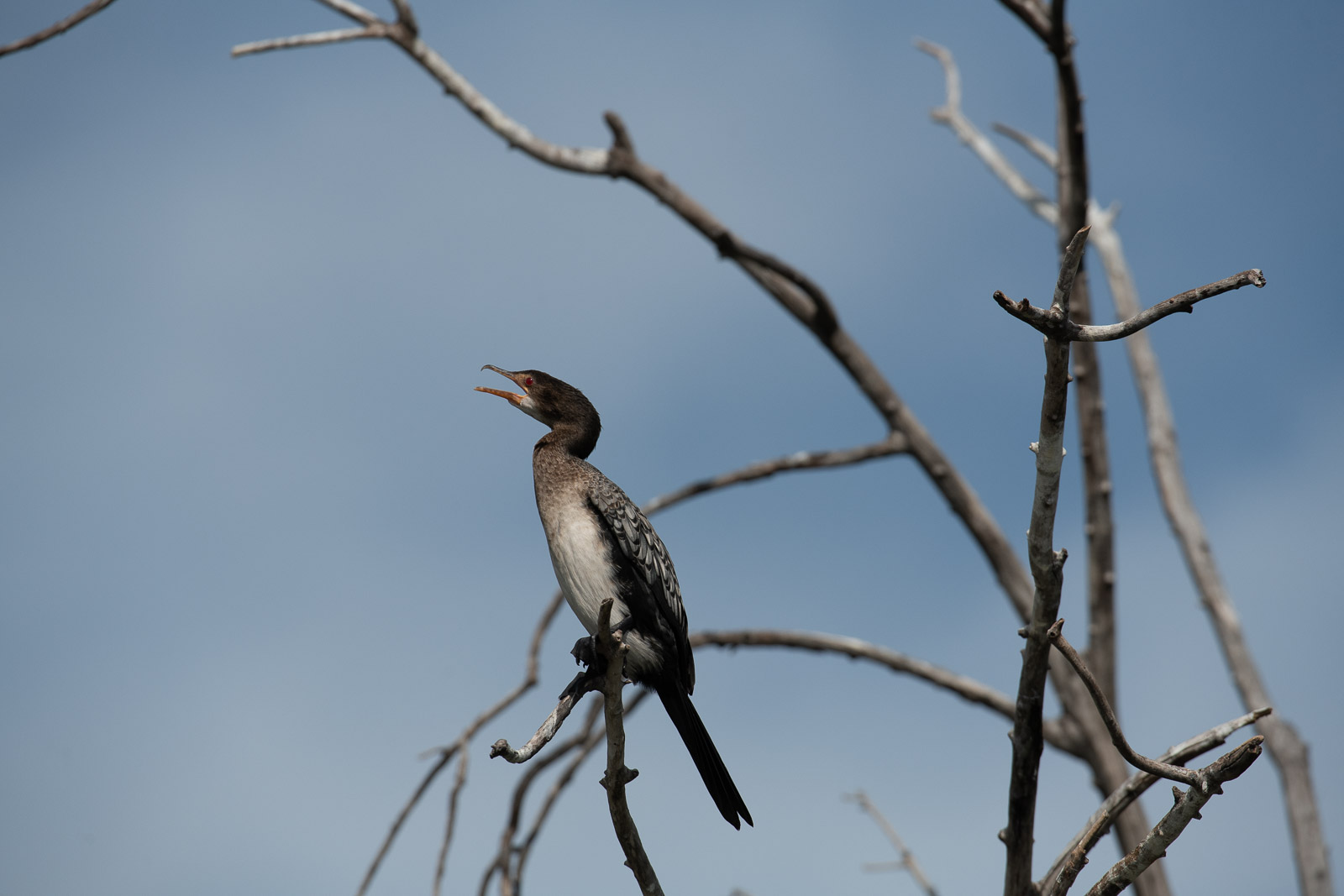 Squawking Reed | Carl Johnson Photography